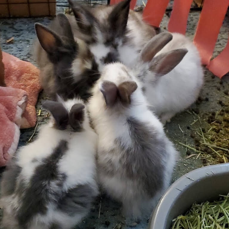 Operation Bun Bun Rescue