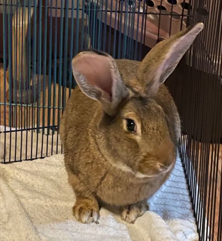Bunnies Ready for Adoption – Operation Bun Bun Rescue