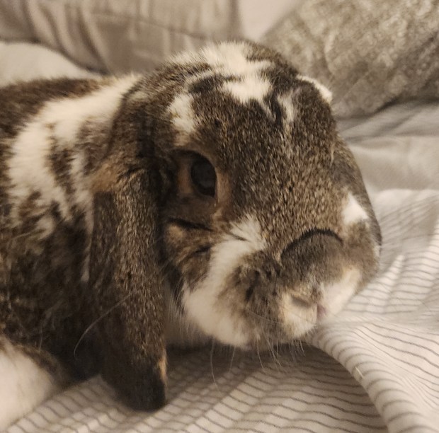 Bunnies Ready for Adoption – Operation Bun Bun Rescue