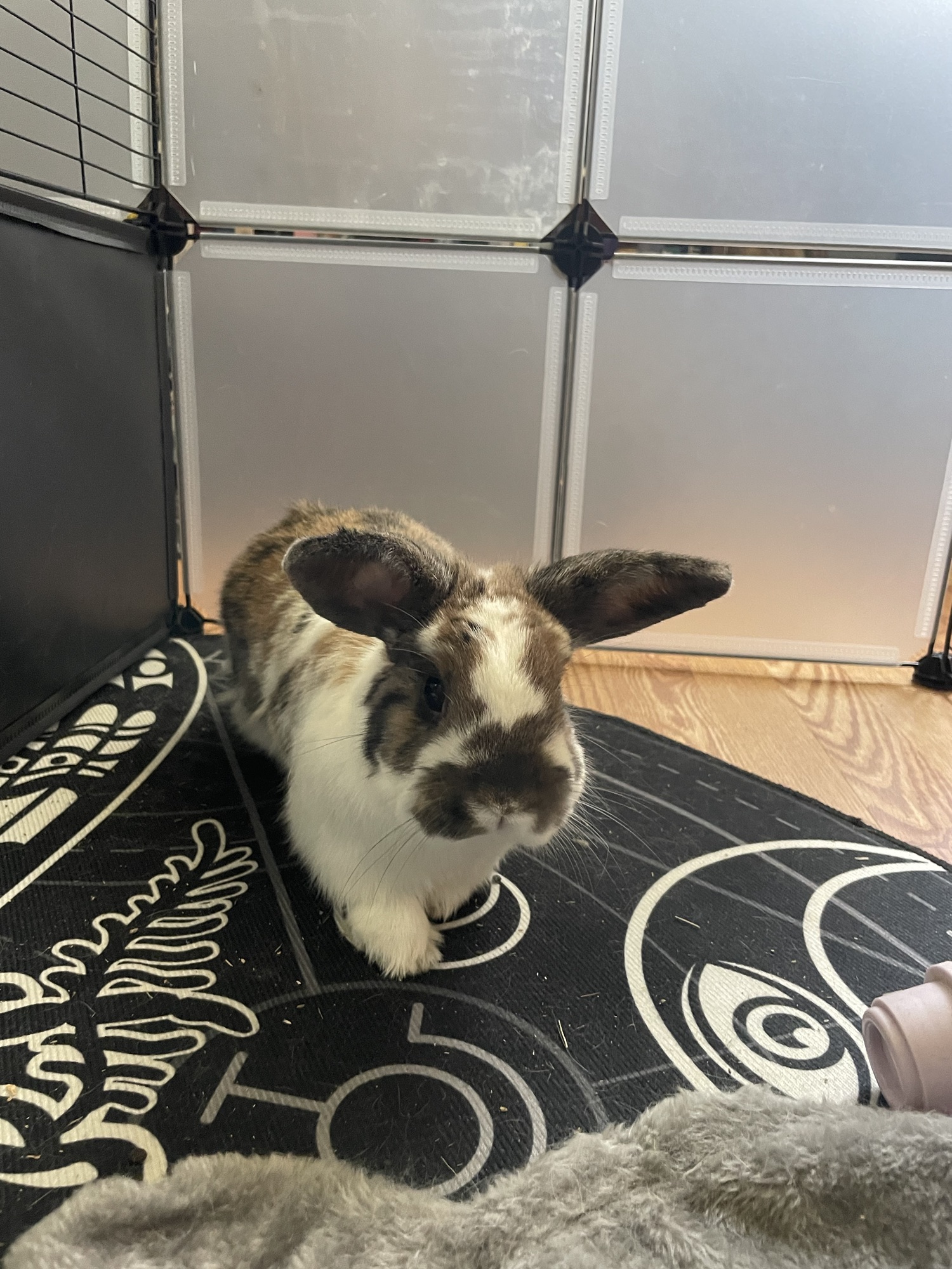 Bunnies Ready for Adoption – Operation Bun Bun Rescue