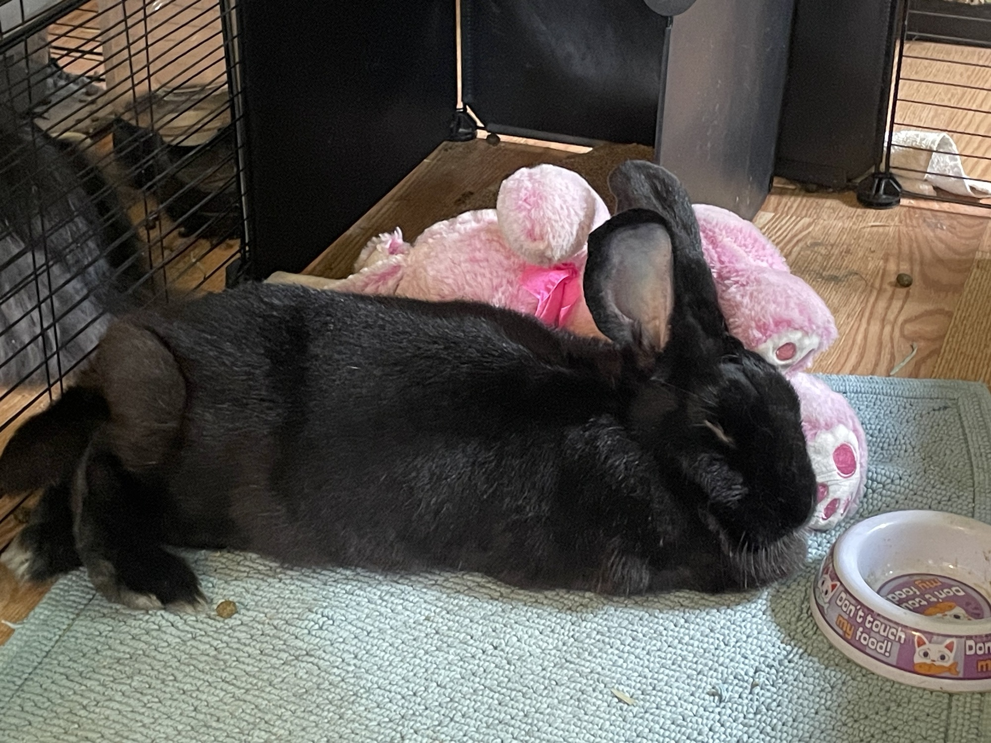 Bunnies Ready for Adoption – Operation Bun Bun Rescue