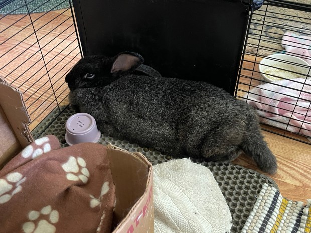 Operation Bun Bun Rescue