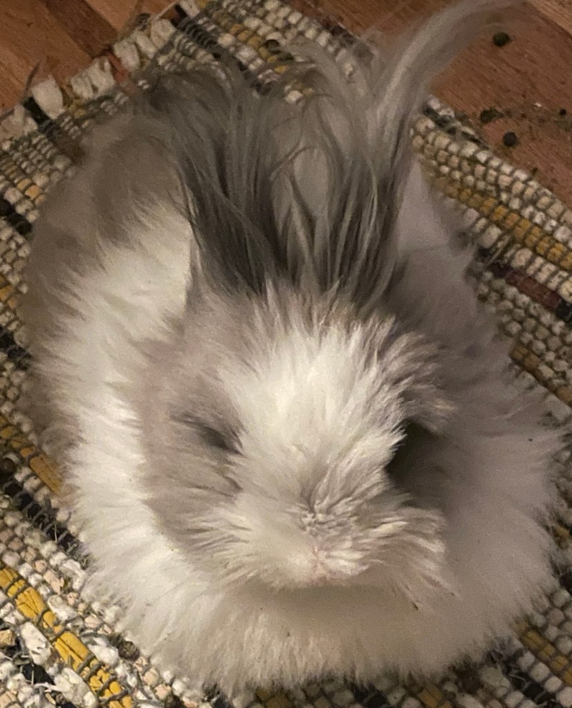 Operation Bun Bun Rescue