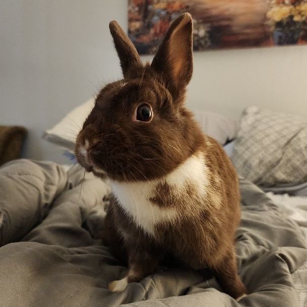 Bunnies Ready for Adoption – Operation Bun Bun Rescue