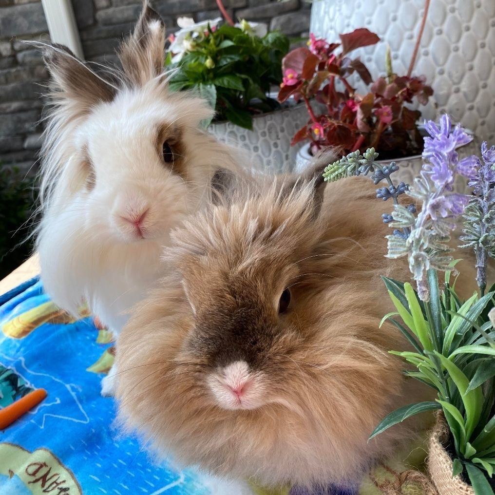 Bunnies Ready for Adoption – Operation Bun Bun Rescue