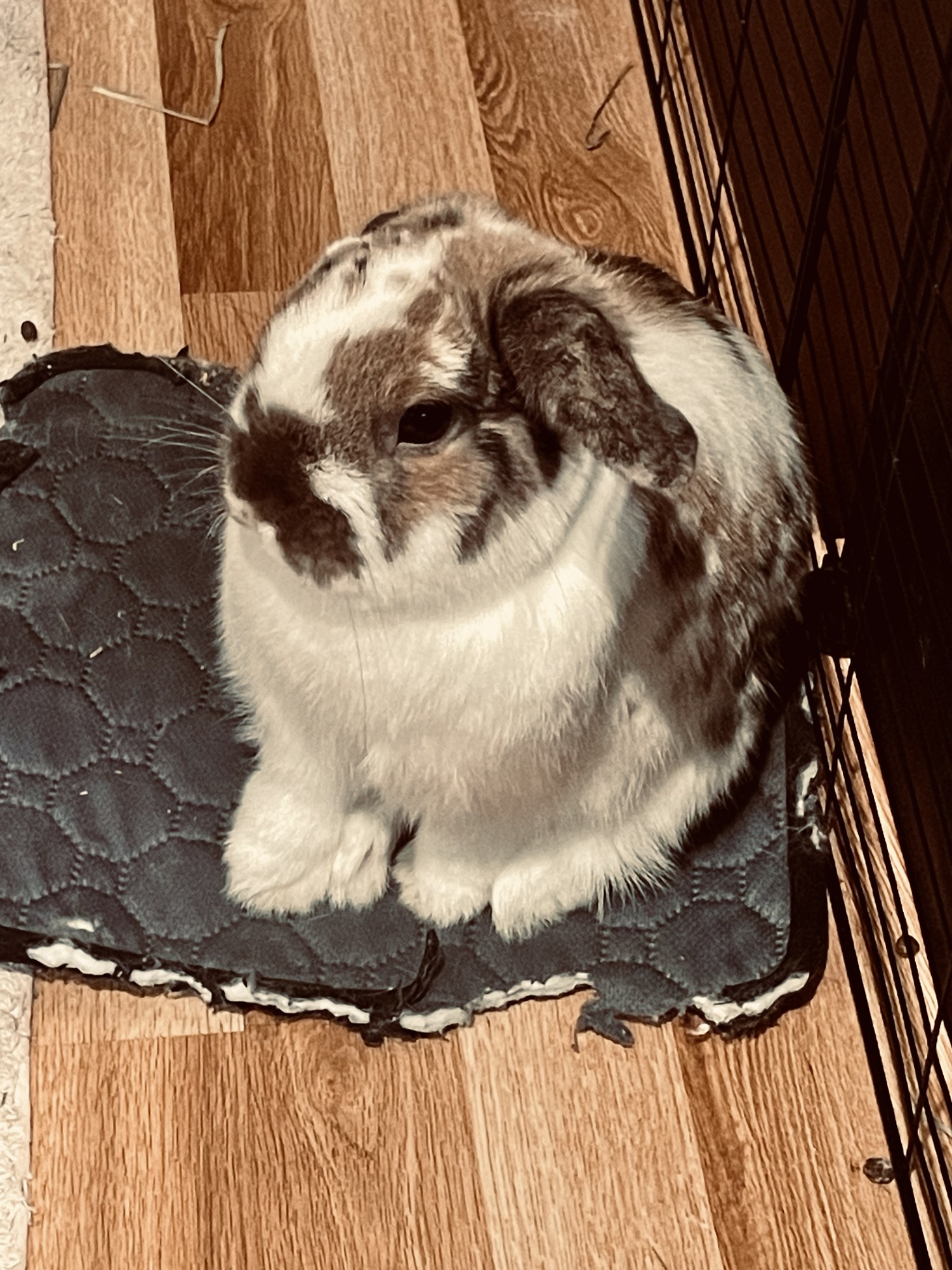 Bunnies Ready for Adoption – Operation Bun Bun Rescue