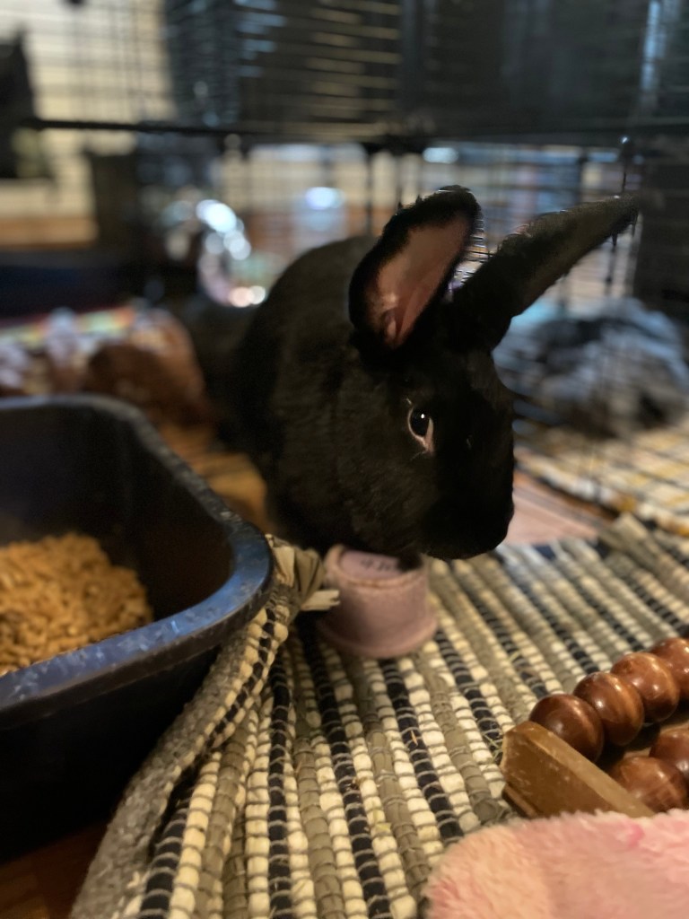 Bunnies Ready for Adoption – Operation Bun Bun Rescue