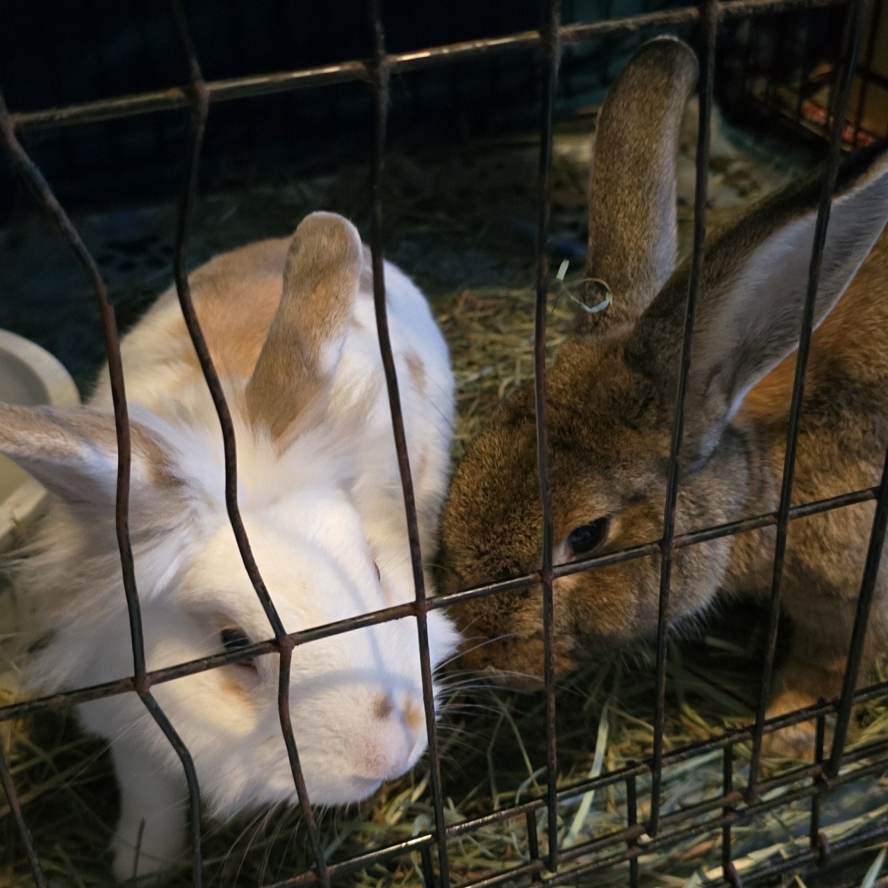 Bunnies Ready for Adoption – Operation Bun Bun Rescue