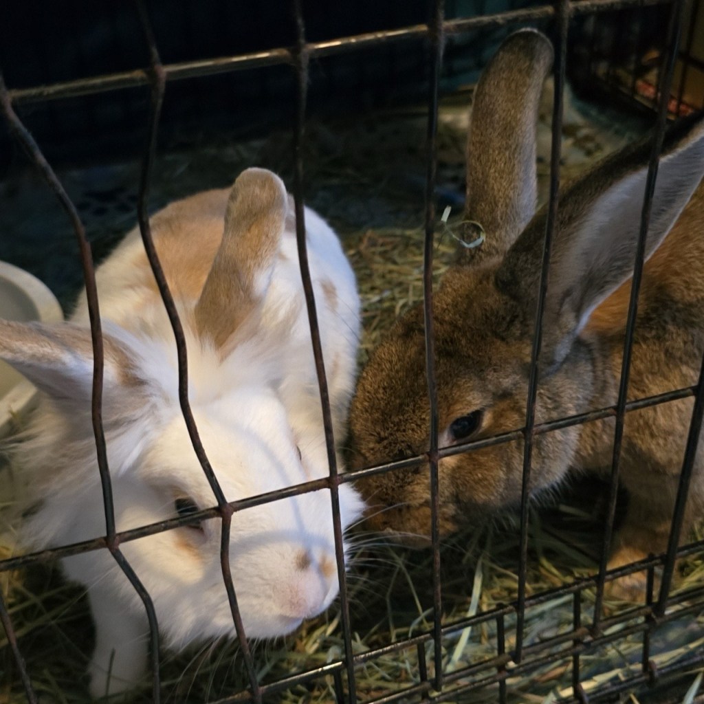 Bunnies Ready for Adoption – Operation Bun Bun Rescue