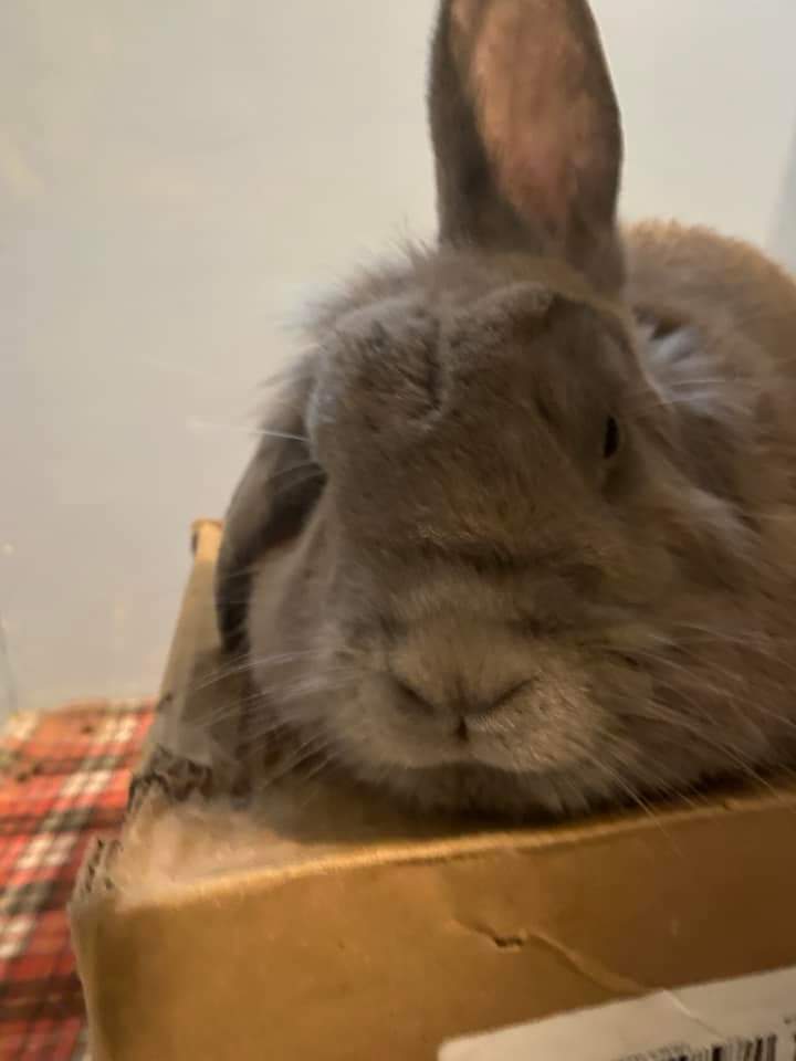 Bunnies Ready for Adoption – Operation Bun Bun Rescue