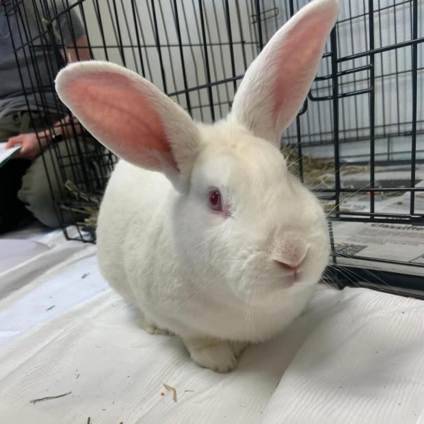 Bunnies Ready for Adoption – Operation Bun Bun Rescue